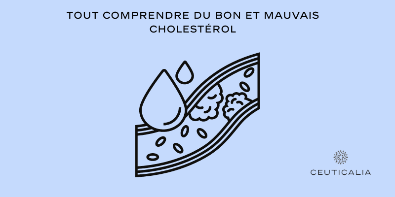 Tout Comprendre du Bon et Mauvais Cholestérol – Ceuticalia
